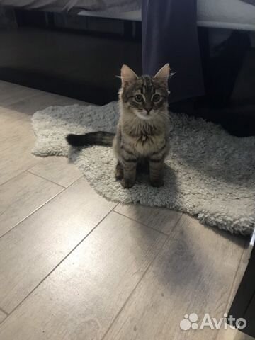 Котёнок Сибирячок Боби