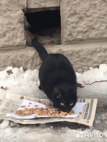 Важно Котенок чёрный