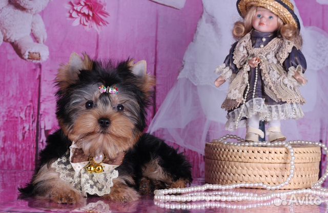 Крошка йорочка Цезарина