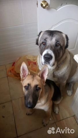 Пропала собака