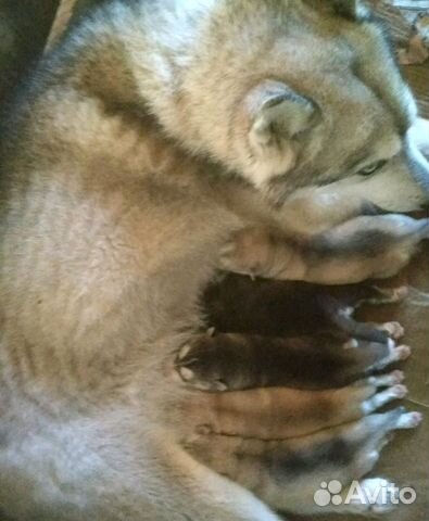 Щенки Хаски