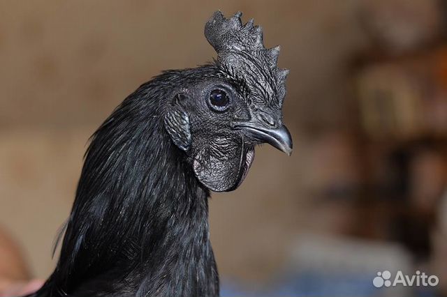 Черные петухи и куры Аям-цемани