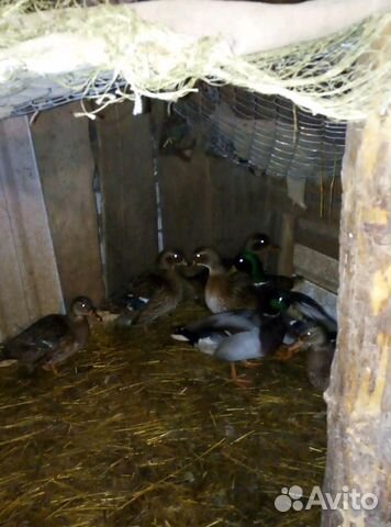 Продаю уток