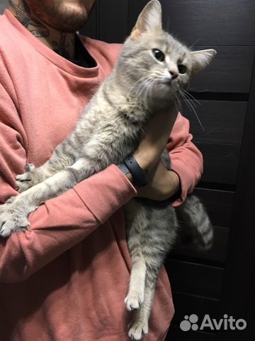 Кошка 9мес