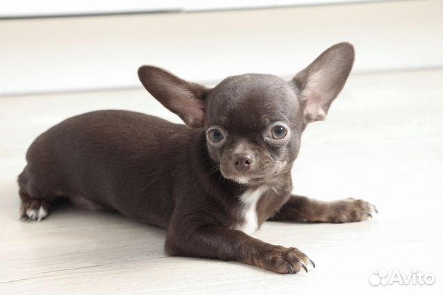 Мини коричневый мальчик