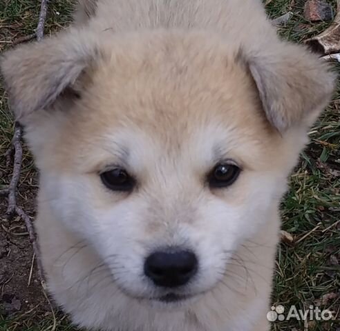 Щенки акита ину