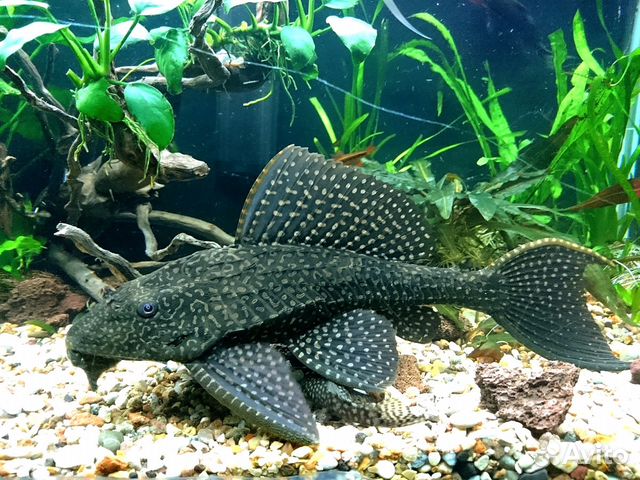 Порчовый сом (птерегоплихт порчовый)