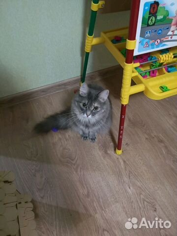 Кошка на половину мейн-кун