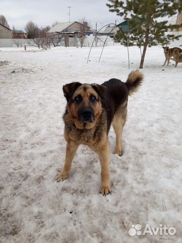 Буян слепой пес ждет человека