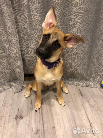 Метис Малина