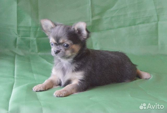 Гламурные детки