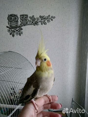 Попугай корелла