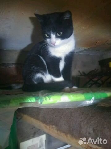 Котёнок в добрые руки