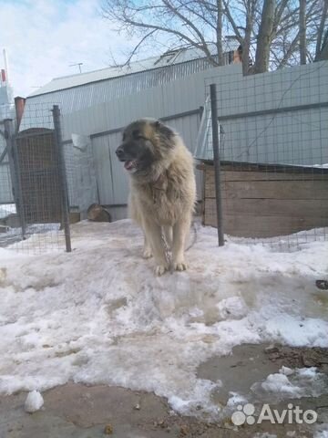 В добрые руки