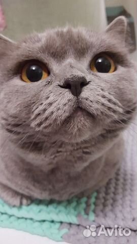 Британская кошечка
