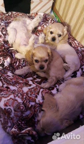 Кокер спаниель