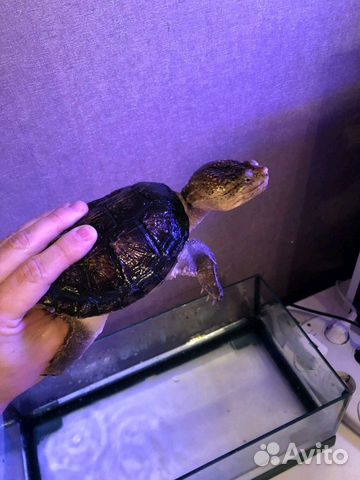 Каймановая черепаха