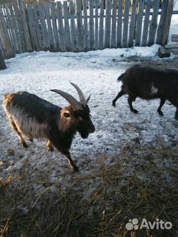 Обменяю или продам крупного козла