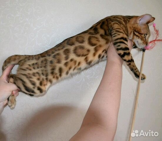 Шикарнейшая бенгалочка, уже можно вязать с котом
