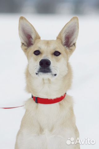 Джули в поисках дома