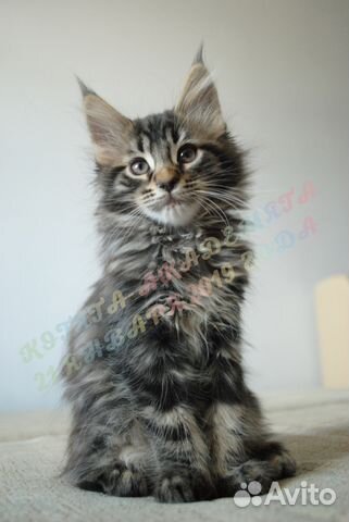 Котята Мейн-кун, 2 месяца