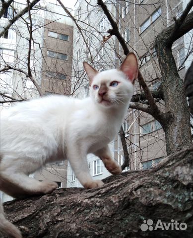 Тонкинский