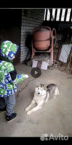 Пропала сибирска хаски