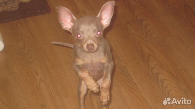 Клубный щенок, родословная РКФ