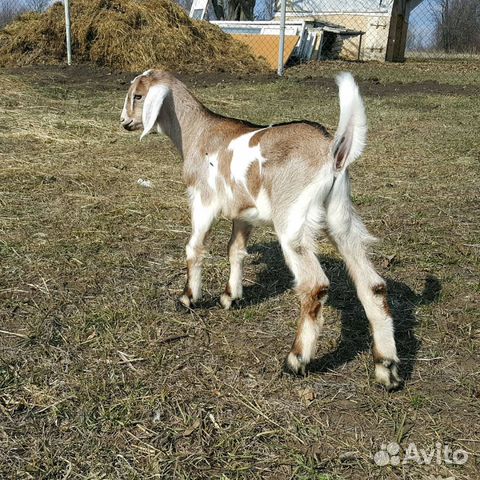 Козлята нубийские