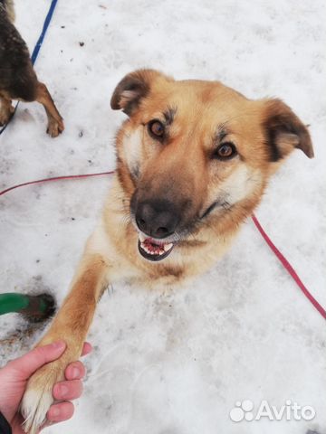 Молодая собака-девочка Баффи. В дар