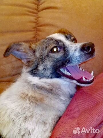 Поля 1.5 года 35 см в холке