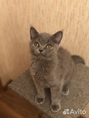 Британский котёнок