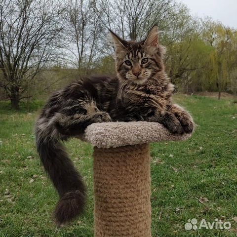 Котята Ventura House
