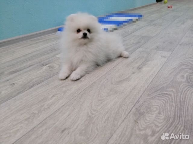 Облачко померанский шпиц