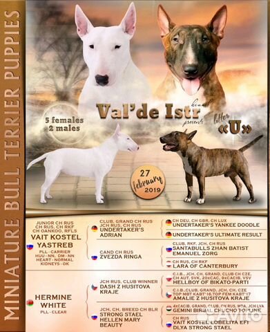 Миниатюрный бультерьер. Цена договорная