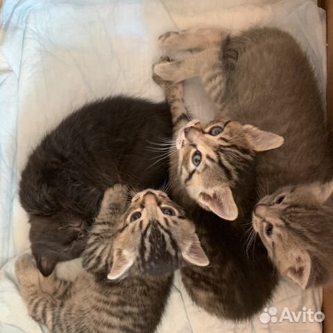 Котята в добрые руки