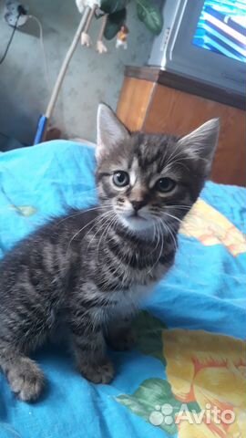 Сибирские котята в добрые руки
