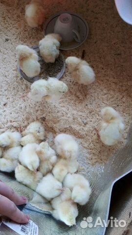 Цыплята -бройлеры