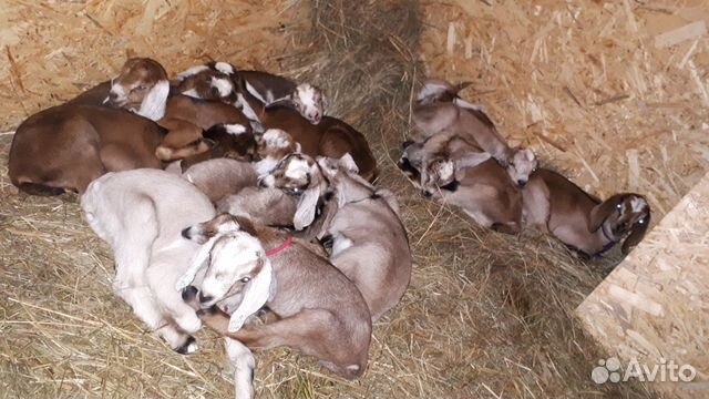 Нубийские козлики в ассортименте