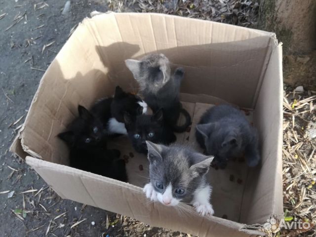 Котята в добрые руки