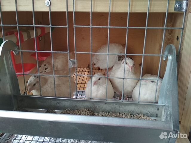 Перепёлки, перепелята, клетки для перепелов