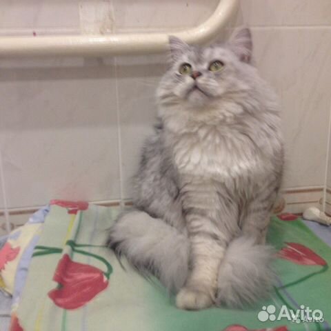 Шотландский хайленд-страйт Томмер ждет свою красот