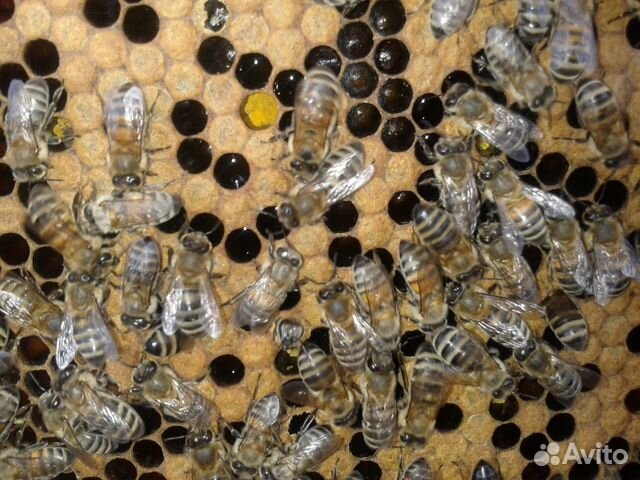 Пчелосемьи Рут на 10 рамках