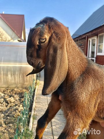 Англо-Нубийские козлята