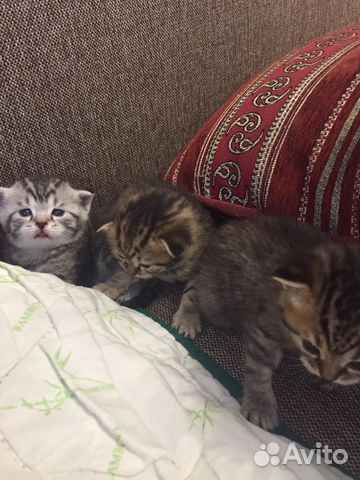 Отдам котят в добрые руки