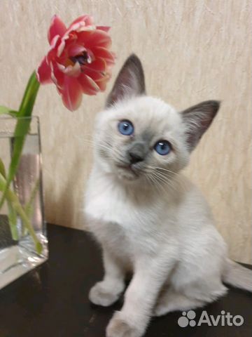 Тайский котенок