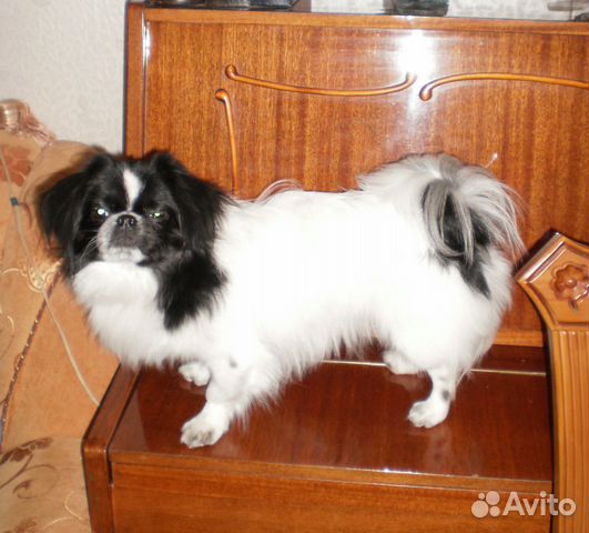 Предлагаем для вязки японского хина 4 года