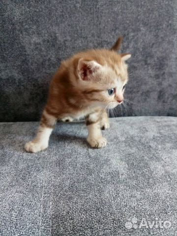 Шотландские котята