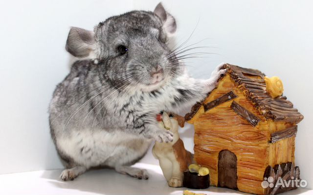 Стандарт бархатный девочка шиншилла