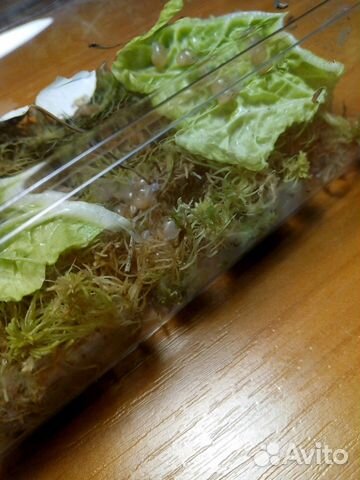 Улитки Ахатины Кравени